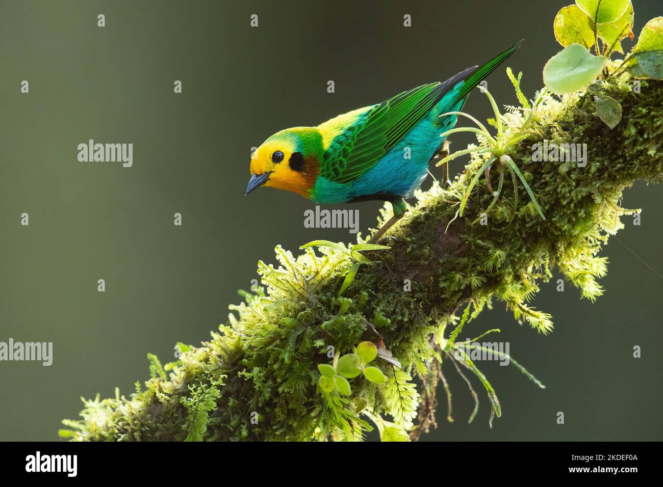 Multicolored tanager chlorochrysa nitidissima hi-res stock photography ...
