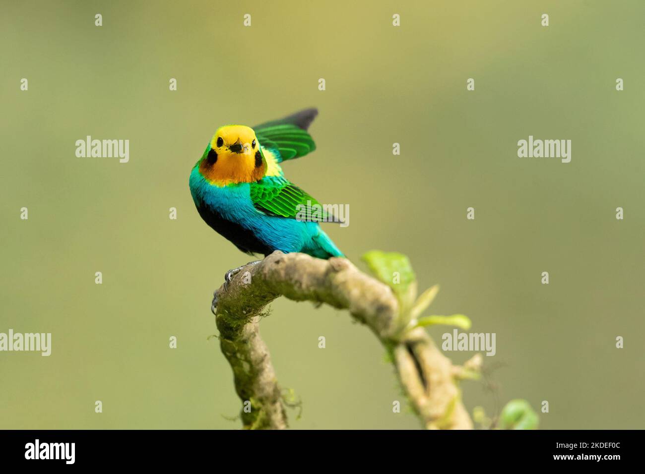 Multicolored tanager chlorochrysa nitidissima hi-res stock photography ...
