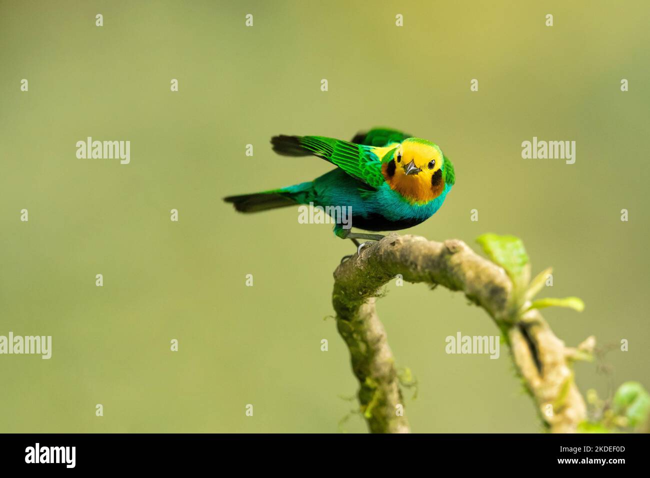 Multicolored tanager chlorochrysa nitidissima hi-res stock photography ...