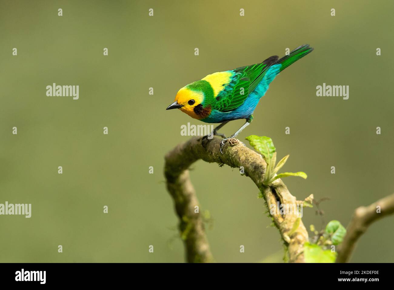 Chlorochrysa nitidissima hi-res stock photography and images - Alamy