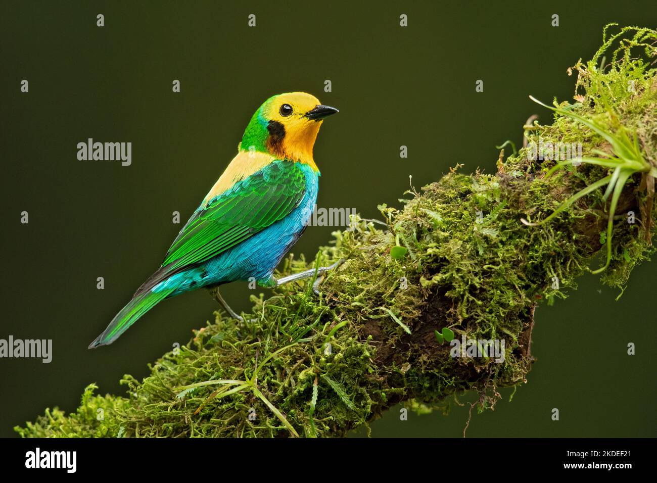 Multicolored tanager chlorochrysa nitidissima hi-res stock photography ...