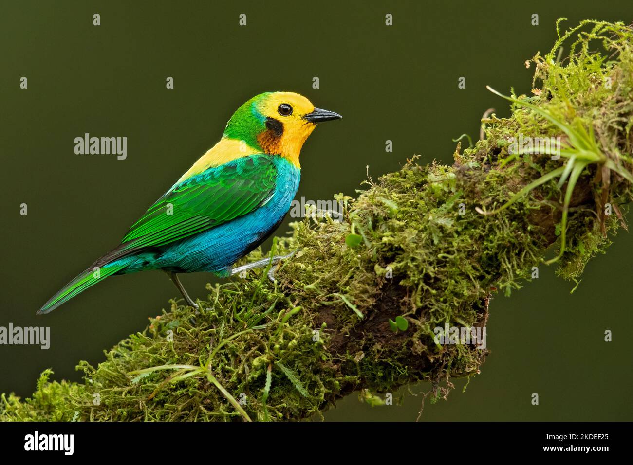 Multicolored tanager chlorochrysa nitidissima hi-res stock photography ...