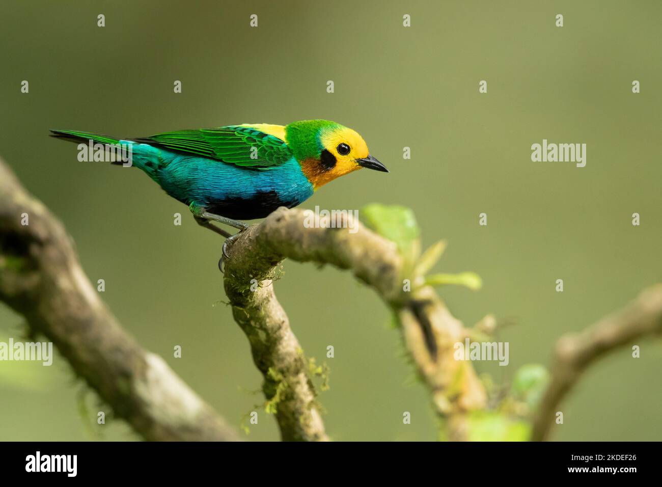 Multicolored tanager chlorochrysa nitidissima hi-res stock photography ...