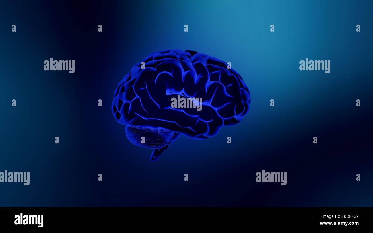 Human brain Anatomical on x-ray blue background. 3d rendering Stock ...