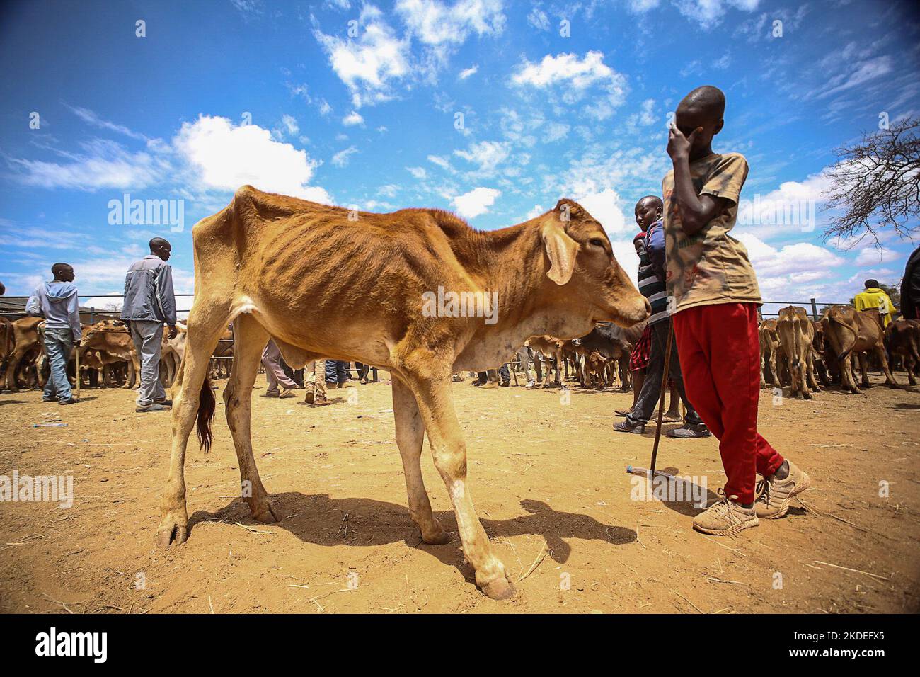 Kajiado, Kenya. 04th Nov, 2022. A Kenyan boy from the Maasai ...
