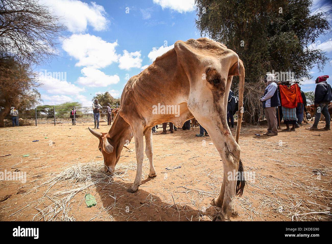 A weak and emaciated cow eats hay at the livestock market in Ilbisil ...