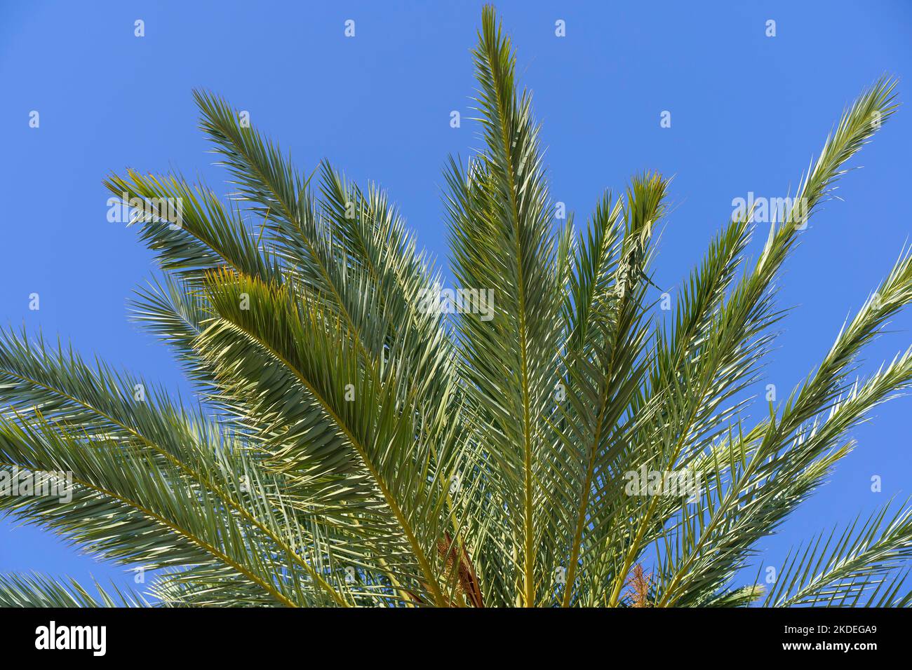 Tropical palm tree with green palm branches against a clear blue sky ...