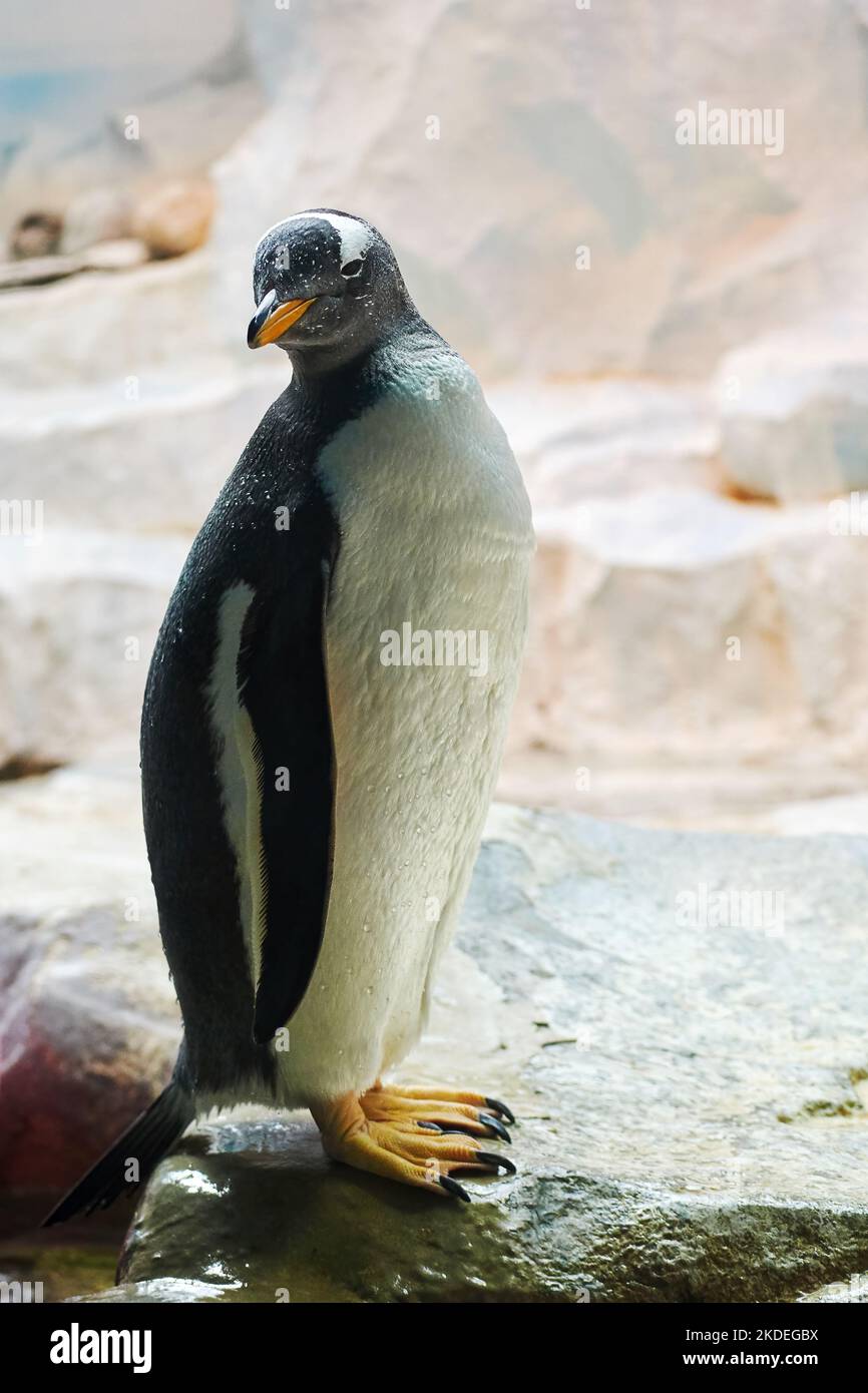 Lazy black and white penguin on the stone on the coast. Animals and ...