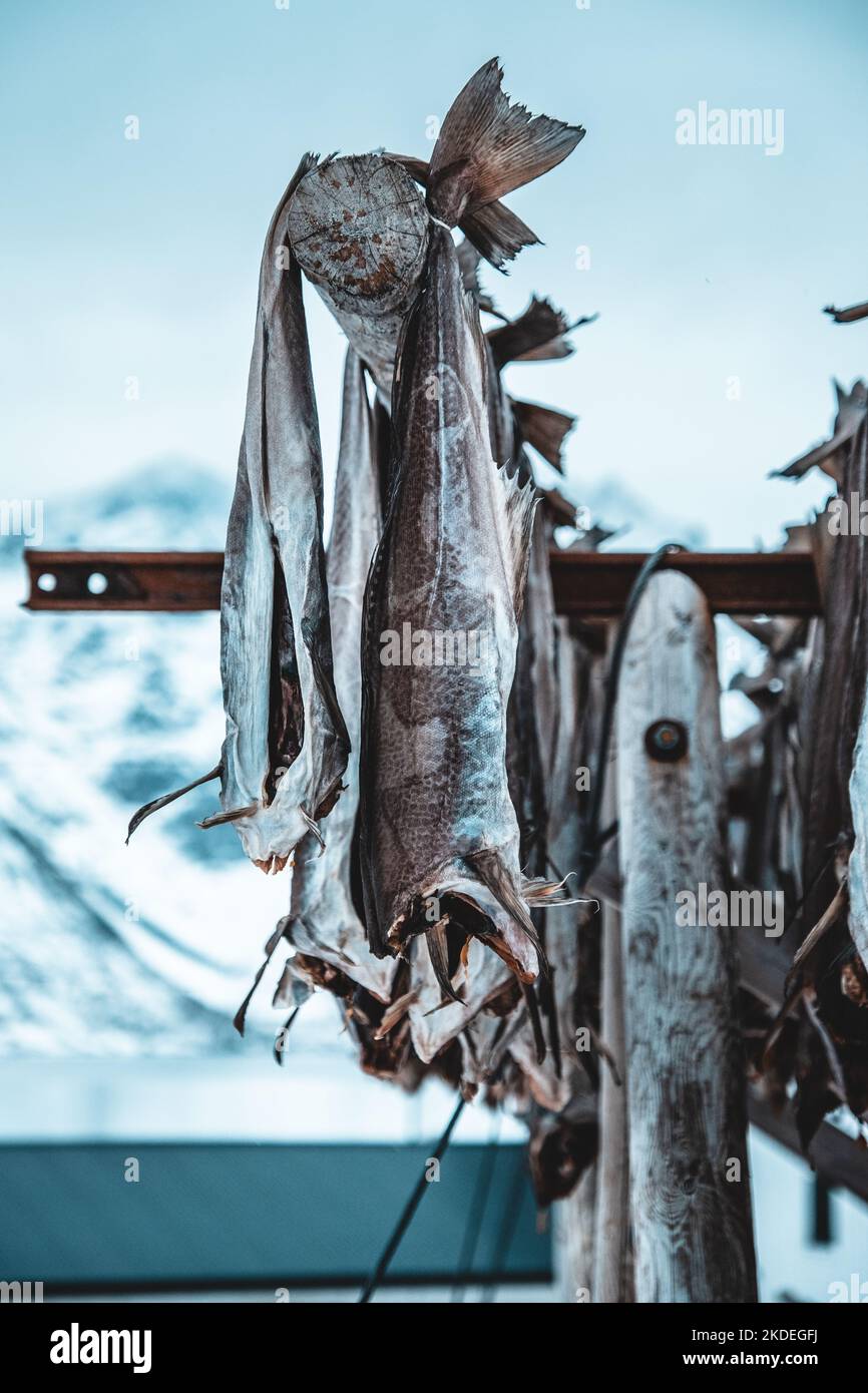 Stockfish, Norway, Lofoten Stock Photo - Alamy