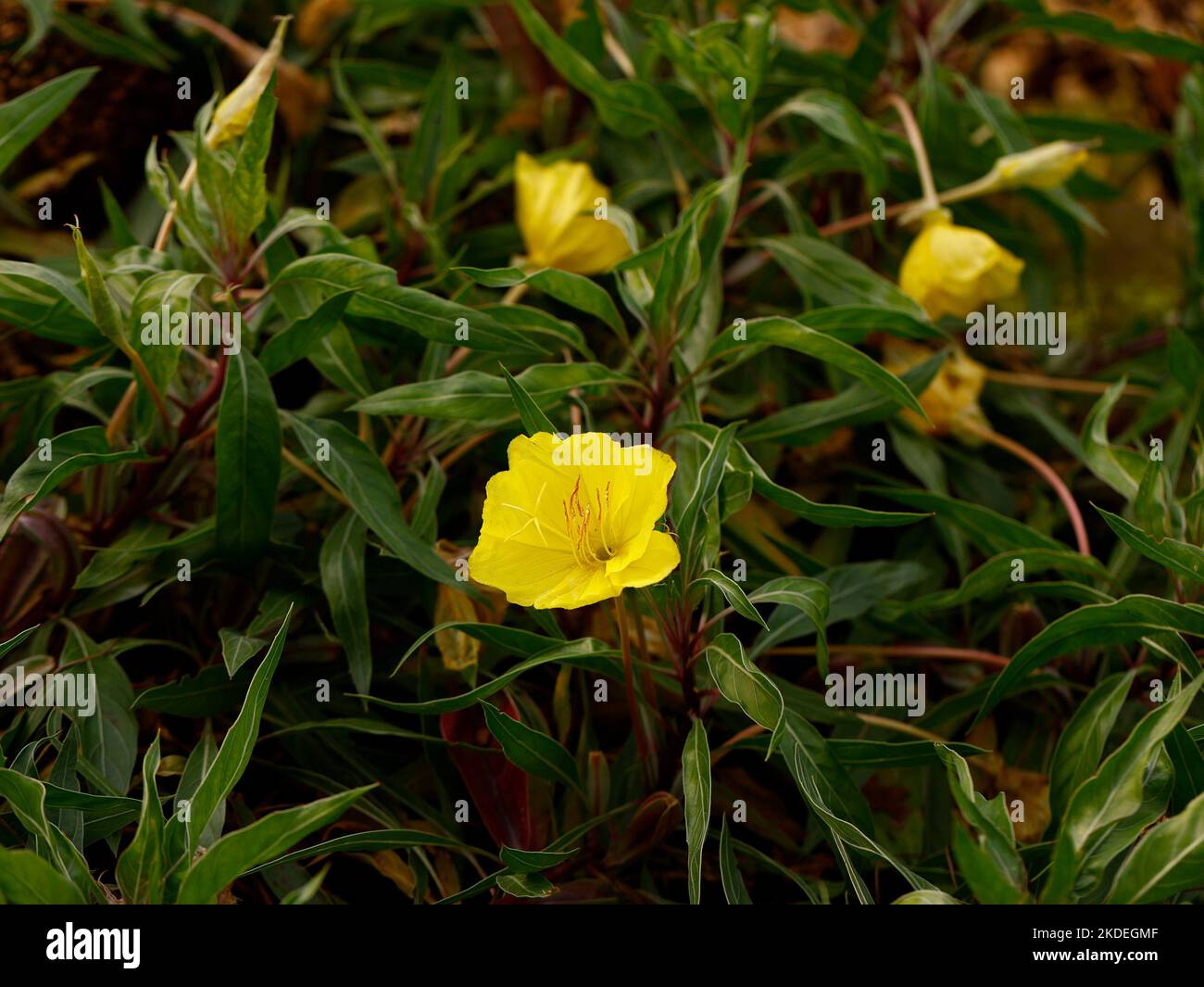 Close up of a yellow flower of the low growing deciduous herbaceous ...