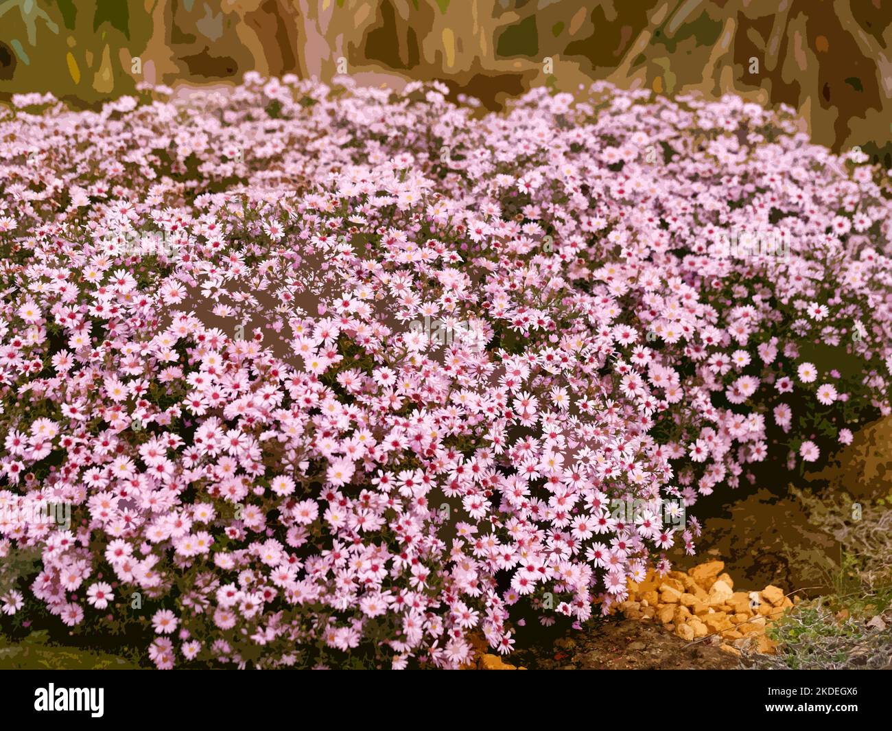 Illustrative close up of the many flowers of the flowering Aster Small ...