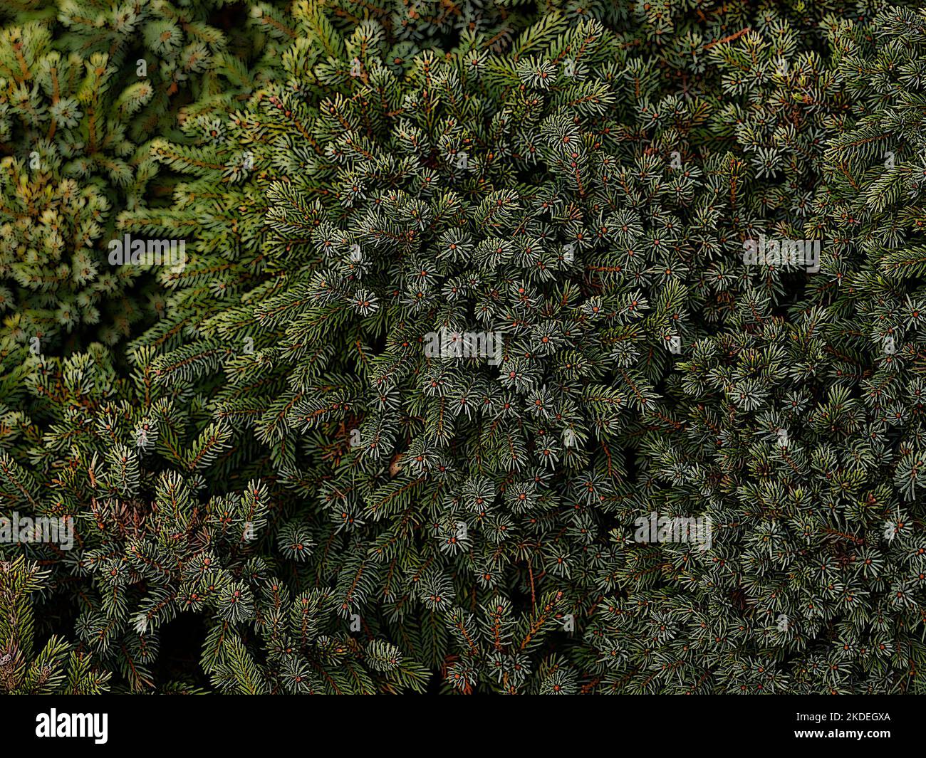 Illustrative close up of the compact and slow growing dwarf conifer ...