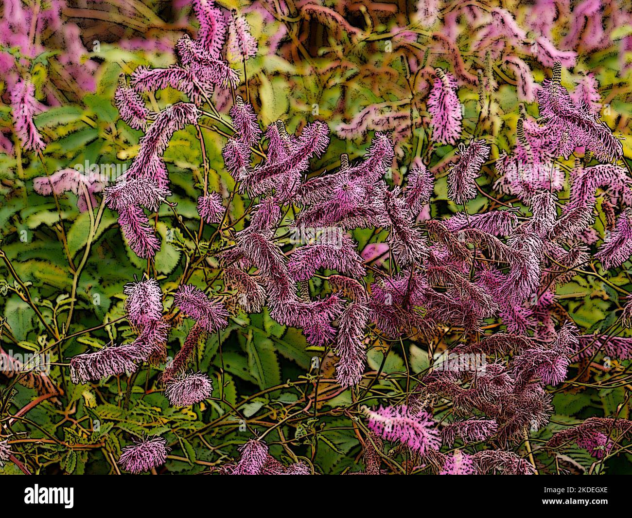 Illustrative close up of the herbaceous perennial garden plant ...
