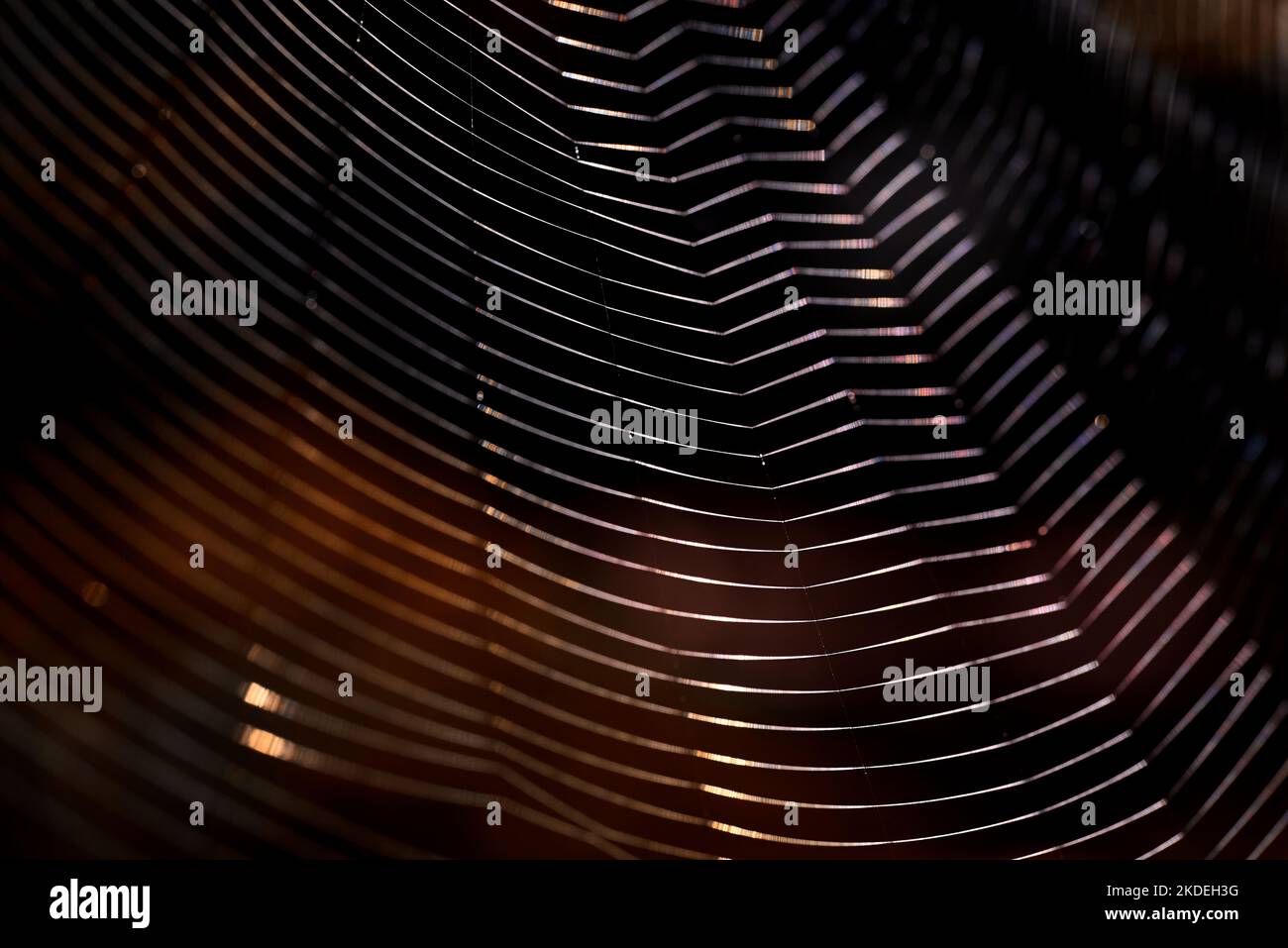 Close-up view of the spider web Stock Photo - Alamy