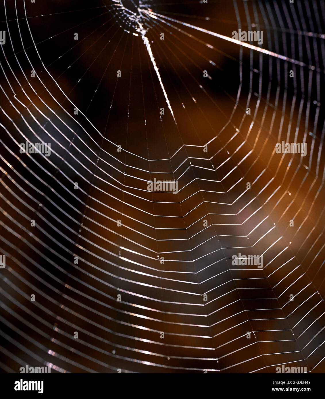 Close-up view of the spider web Stock Photo - Alamy