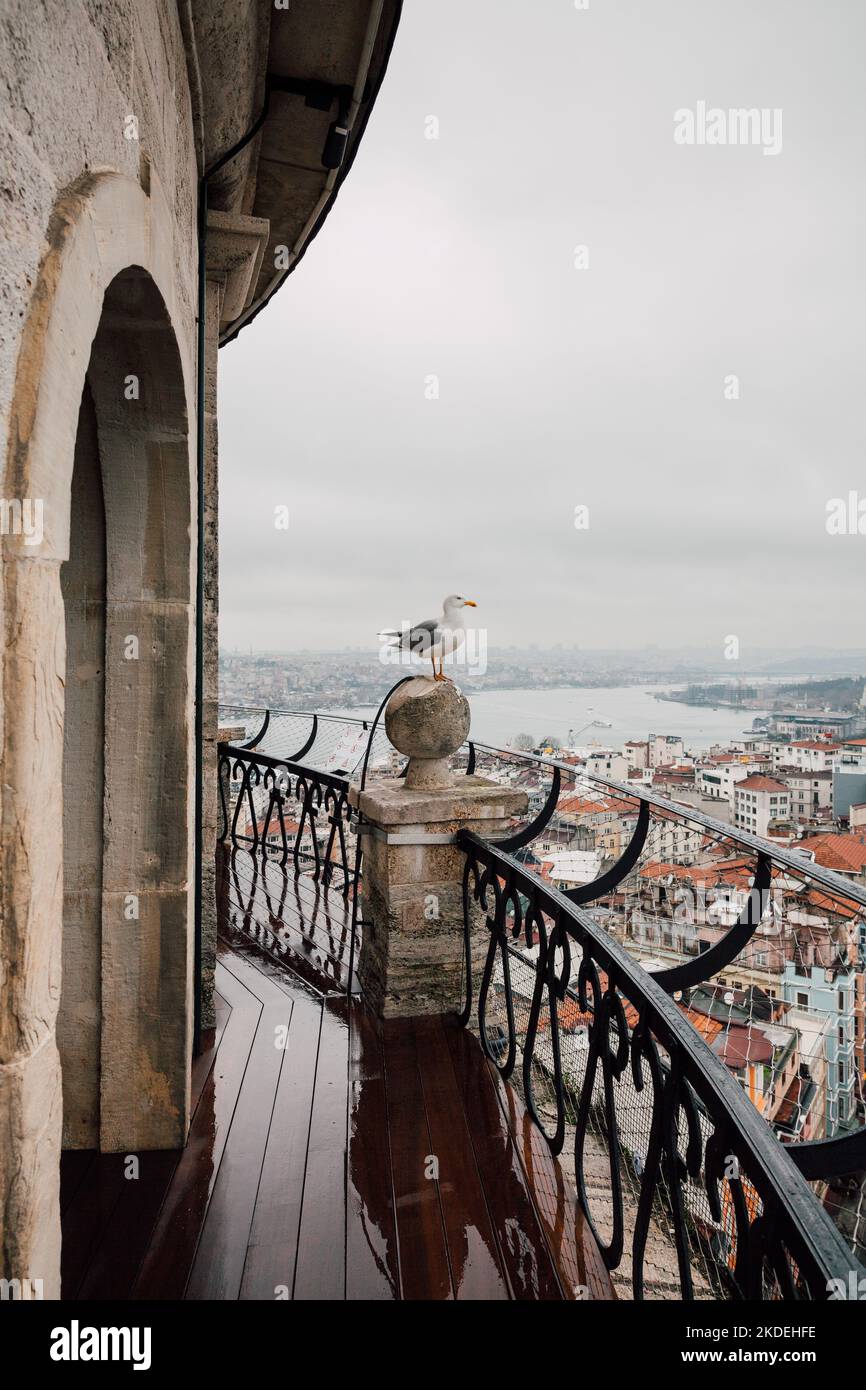 A seagull sit on a column of Galata Tower, Istanbul Stock Photo - Alamy