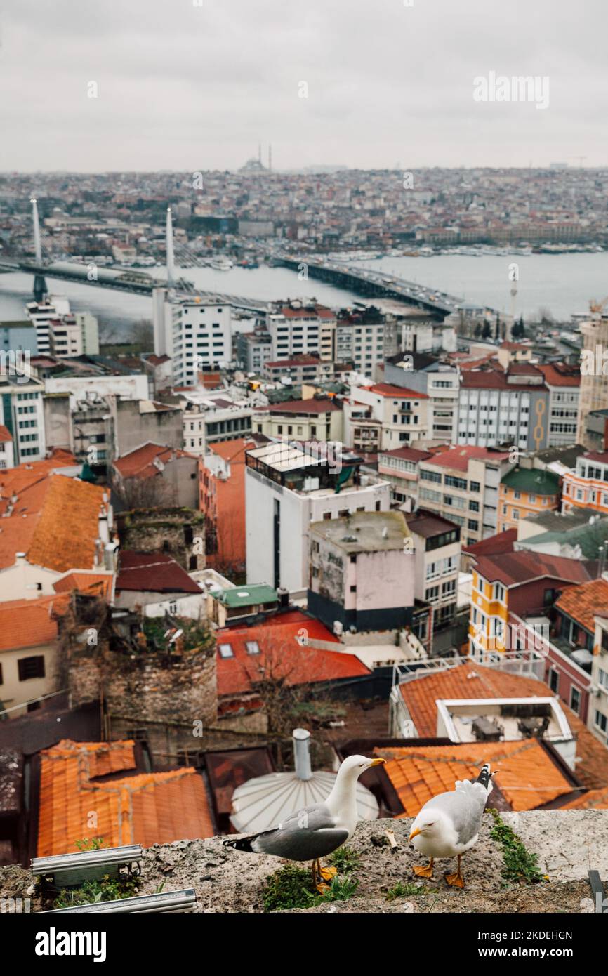 View of Istanbul old town from Galata Tower with seagulls on the ...