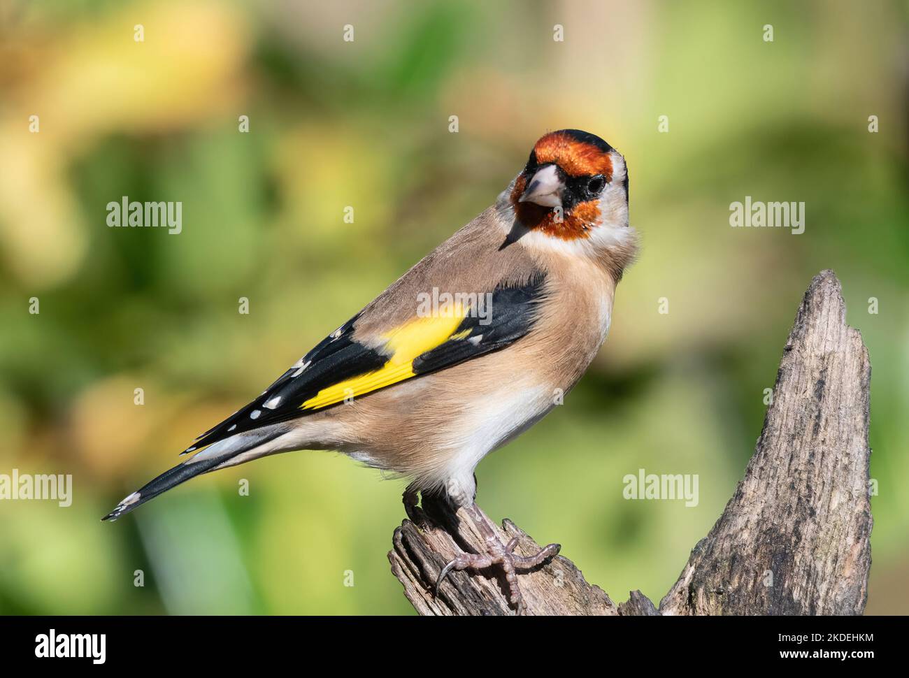 Goldfinch bird (Carduelis carduelis), England, UK Stock Photo - Alamy