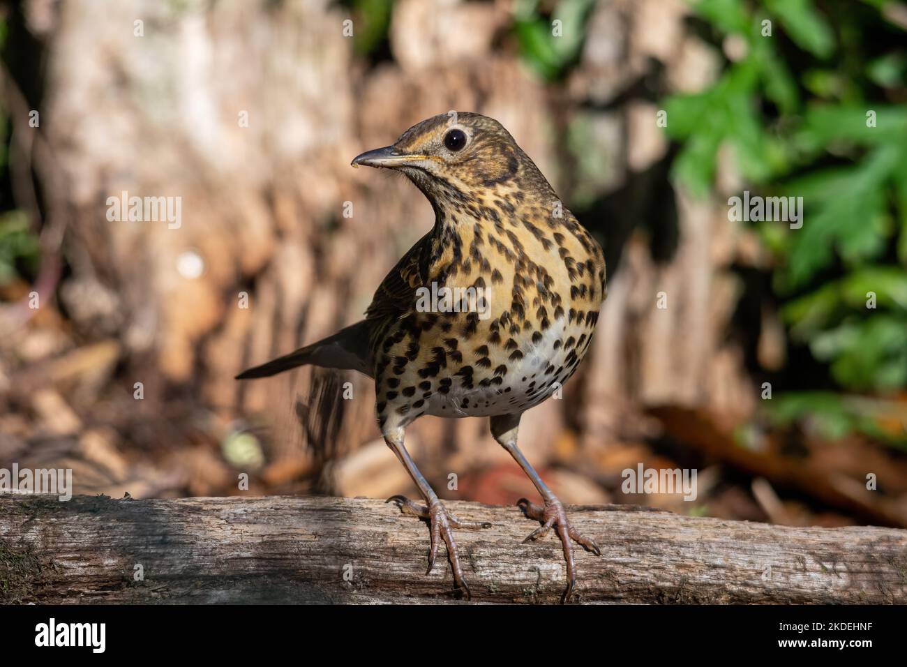 Thrush and bird hi-res stock photography and images - Alamy