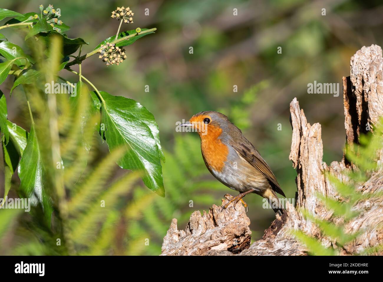 Robin bird (Erithacus rubecula), England, UK Stock Photo - Alamy