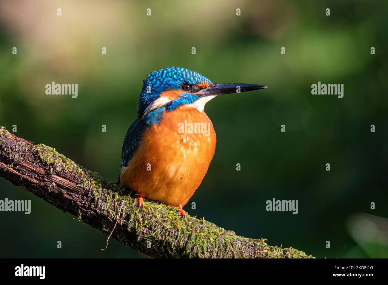 Kingfisher bird (Alcedo atthis), England, UK Stock Photo - Alamy