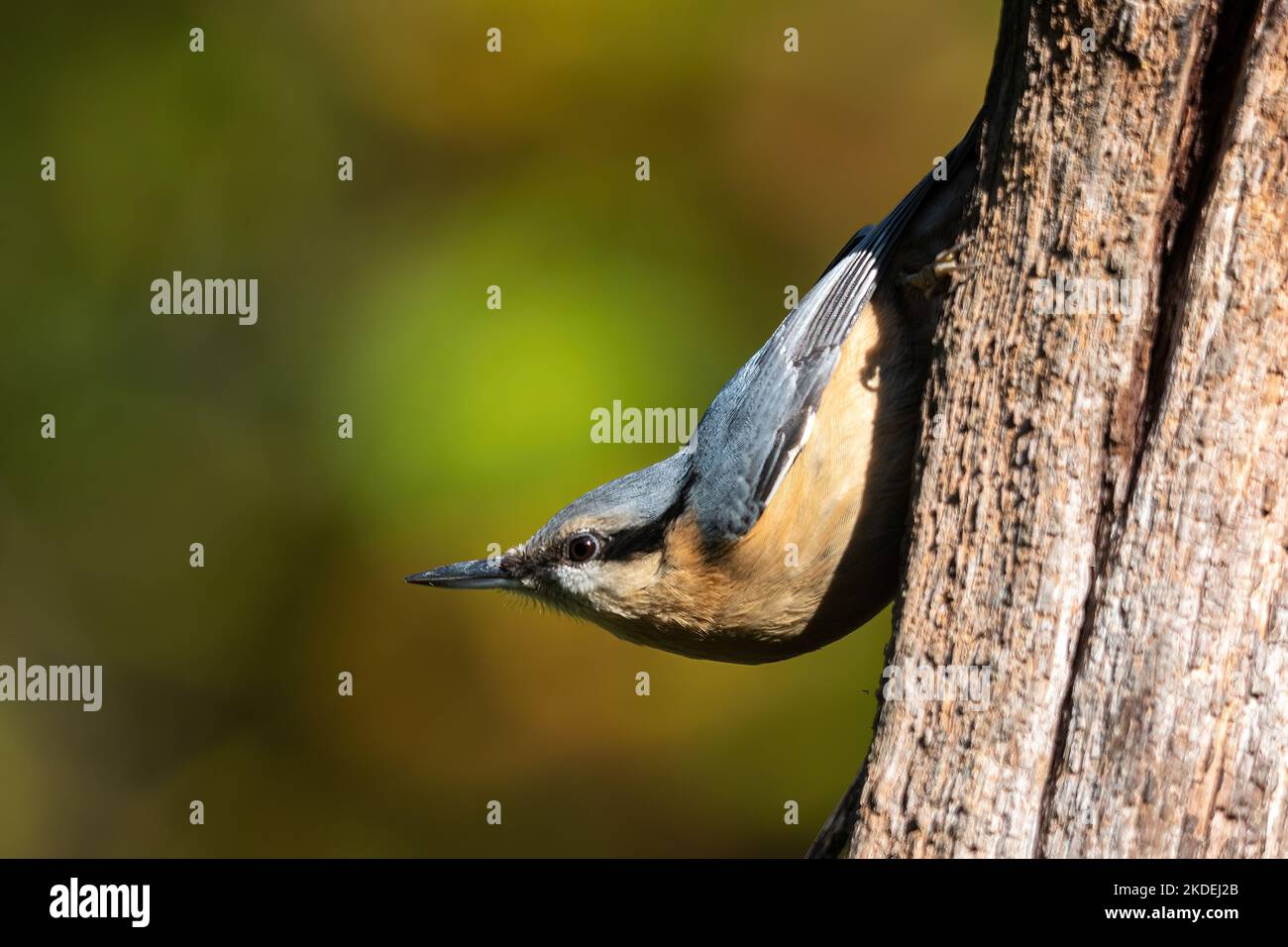 Nuthatch bird (Sitta europaea), England, UK Stock Photo - Alamy