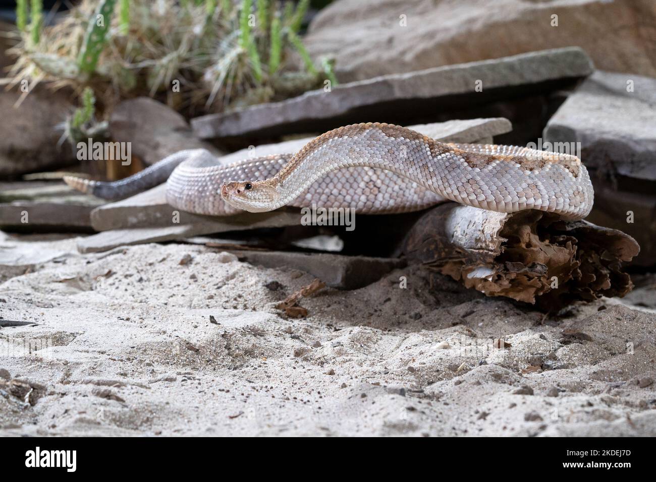 Close up image of Tropical rattlesnake (Crotalus durissus Stock Photo ...