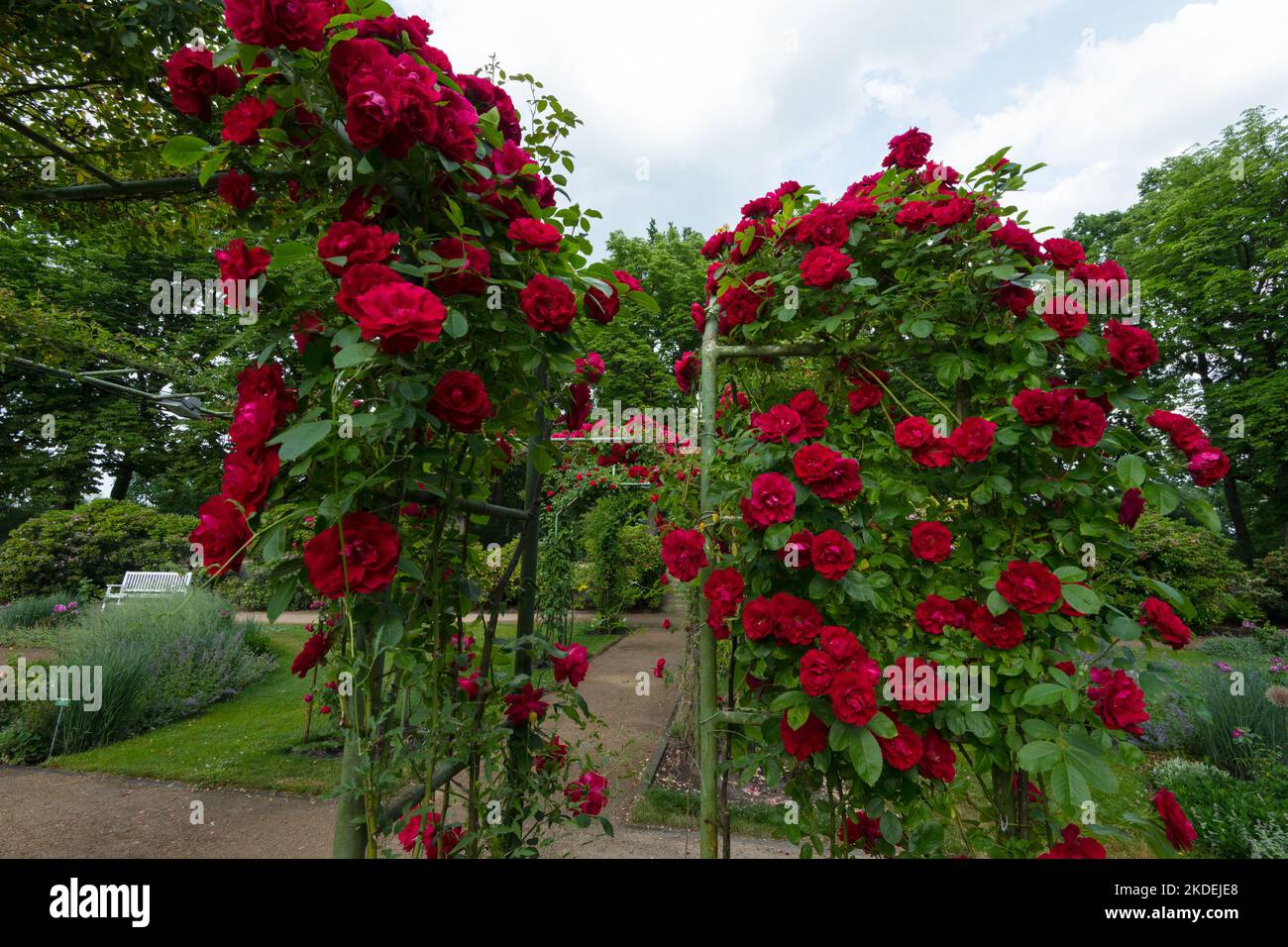 Rosengarten Forst, Lausitz, germany Stock Photo - Alamy
