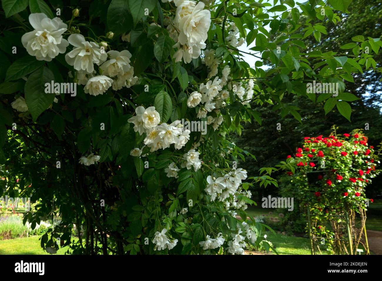 Rosengarten Forst, Lausitz, germany Stock Photo - Alamy