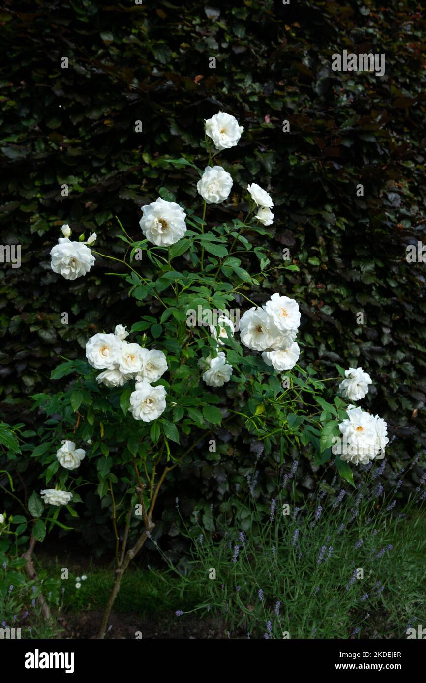 Rosengarten Forst, Lausitz, germany Stock Photo - Alamy