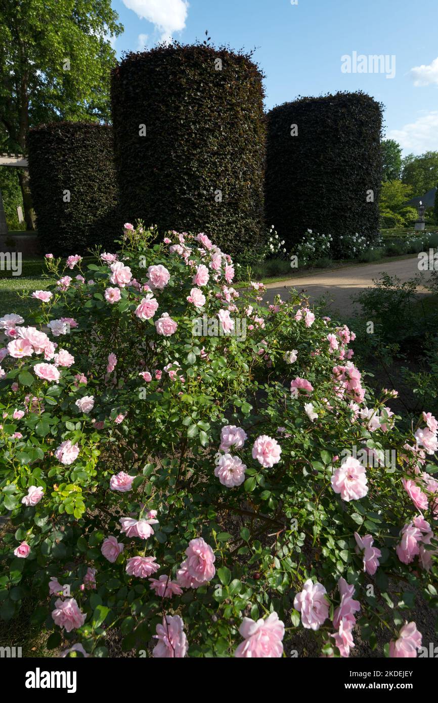Ostdeutscher rosengarten forst hi-res stock photography and images - Alamy