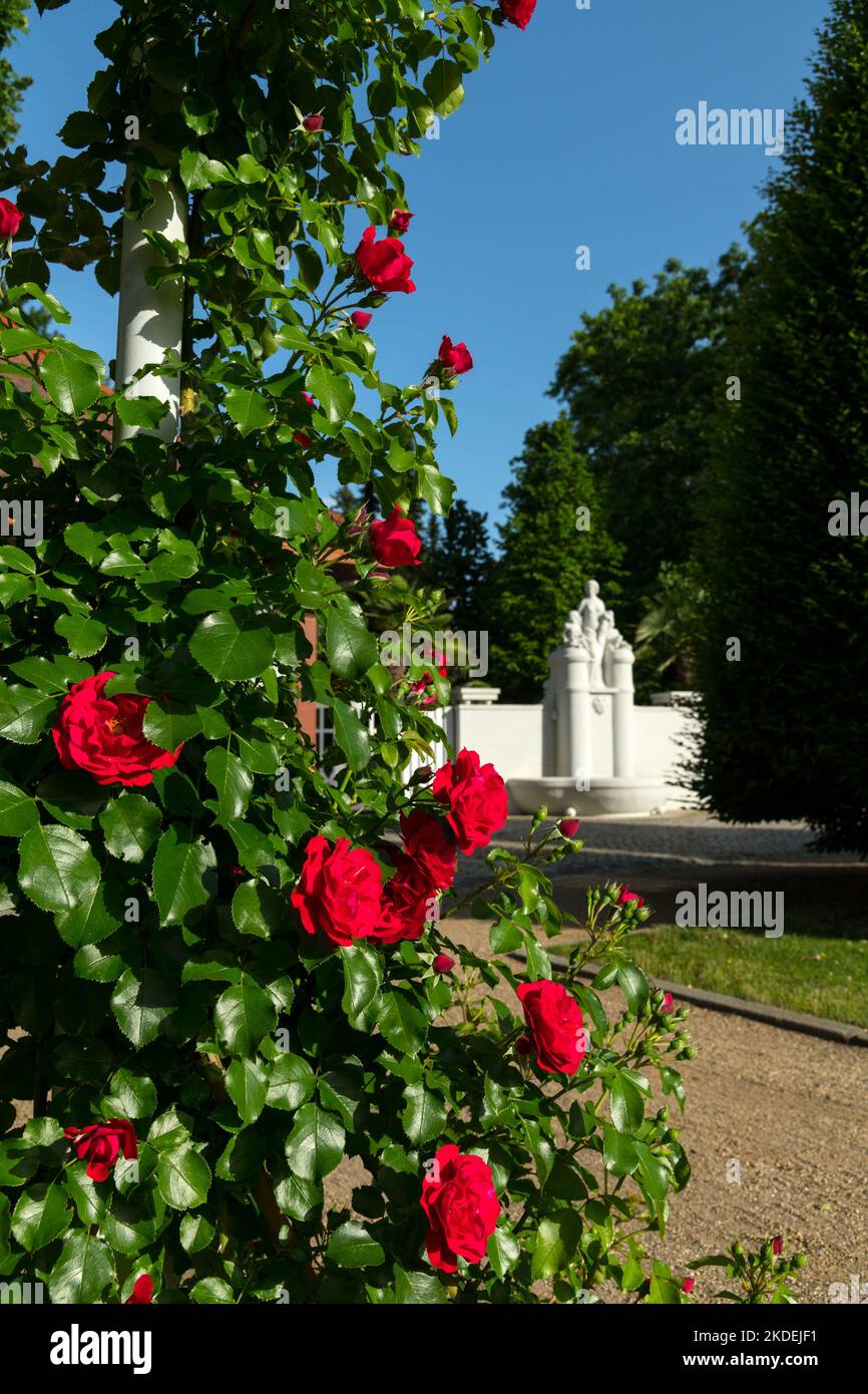 Rosengarten Forst, Lausitz, germany Stock Photo - Alamy