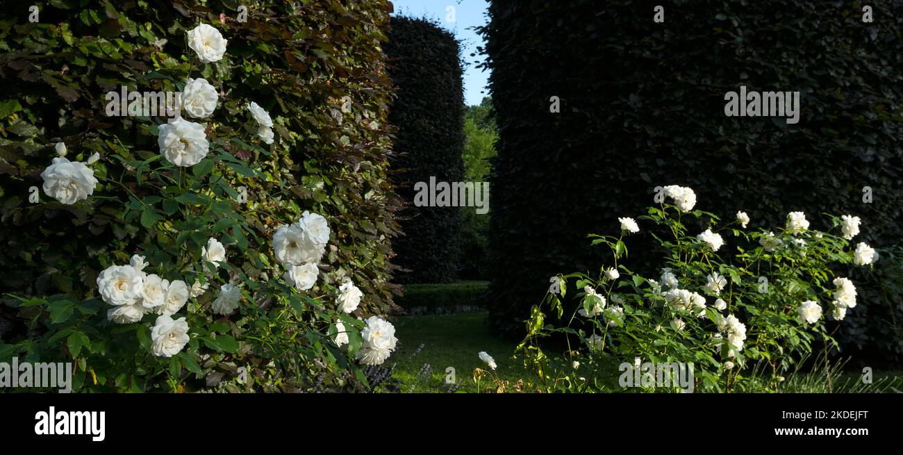 Rosengarten Forst, Lausitz, germany Stock Photo - Alamy