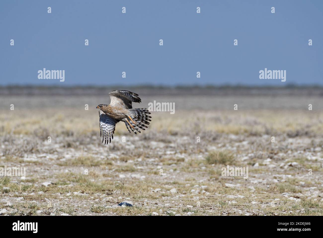 Pale chanting goshawk (Melierax canorus), immature, in flight, take off ...