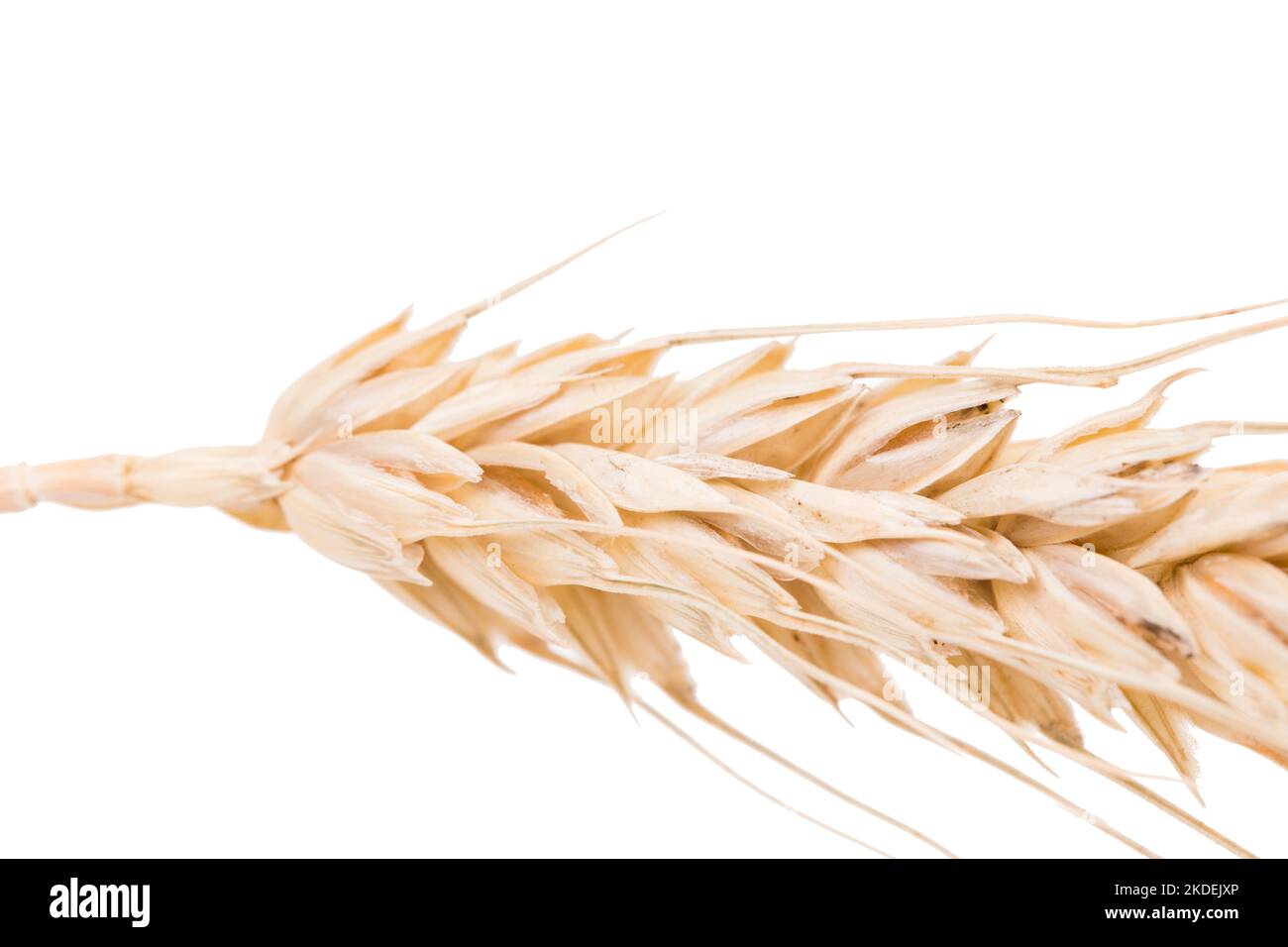 Ears of wheat isolated on white background. Close-up Stock Photo - Alamy