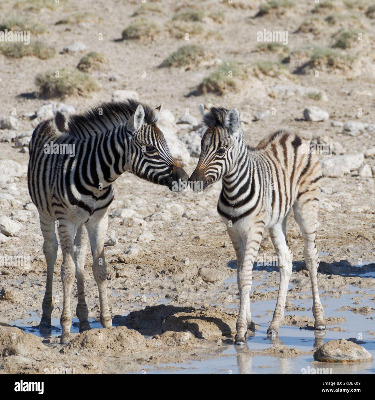 Burchell's zebras (Equus quagga burchellii), two zebra foals standing ...
