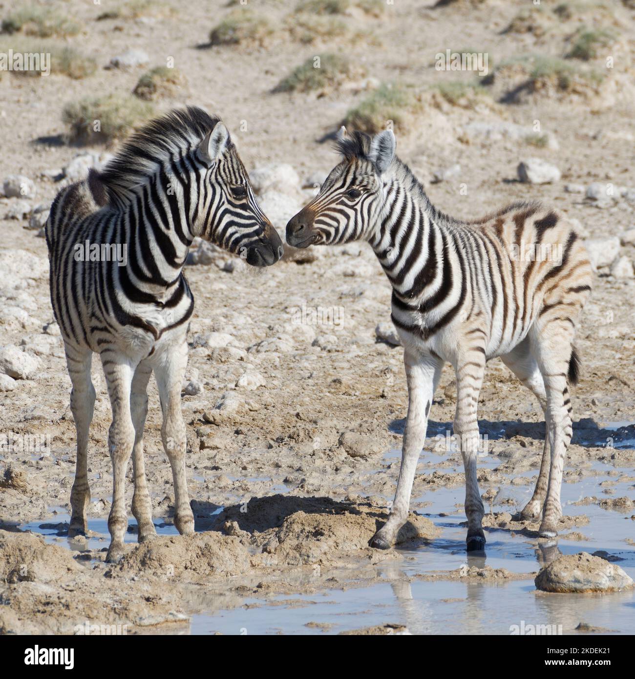 Burchell's zebras (Equus quagga burchellii), two zebra foals standing ...