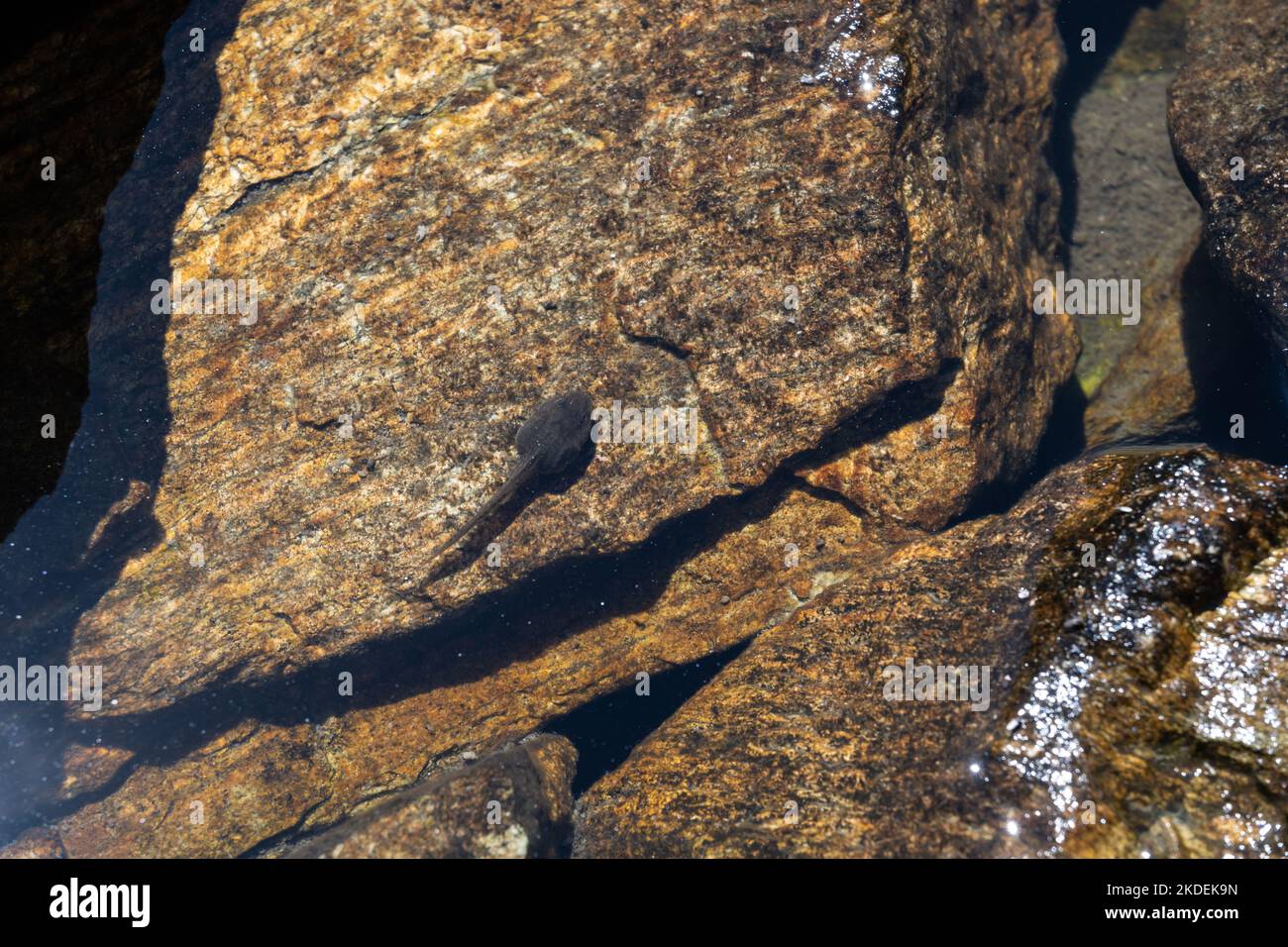 Alpine frog hi-res stock photography and images - Alamy