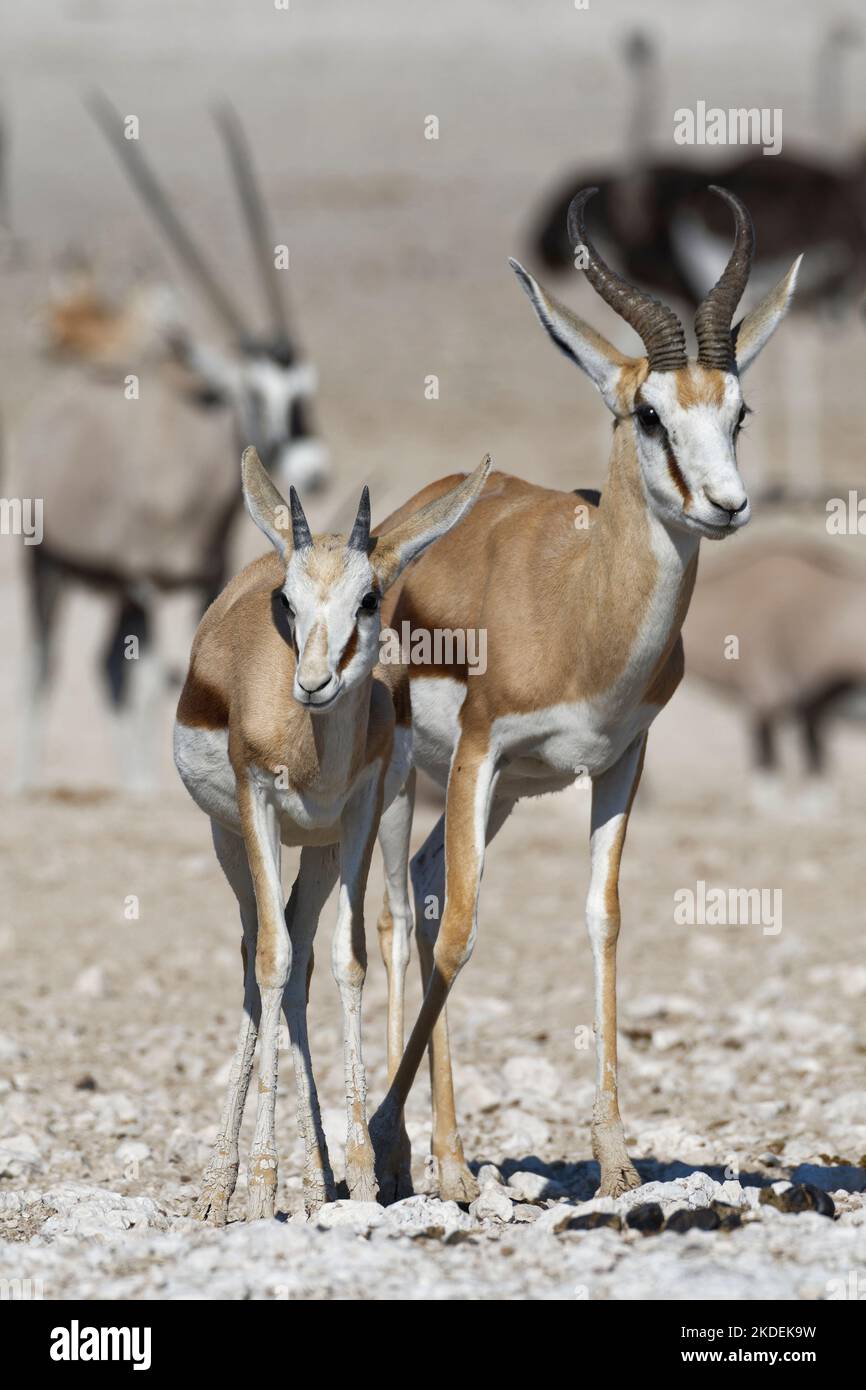 Springboks (Antidorcas marsupialis), adult male with young standing at ...