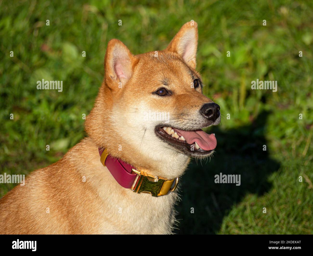Shiba Inu plays on the dog playground in the park. Cute dog of shiba ...
