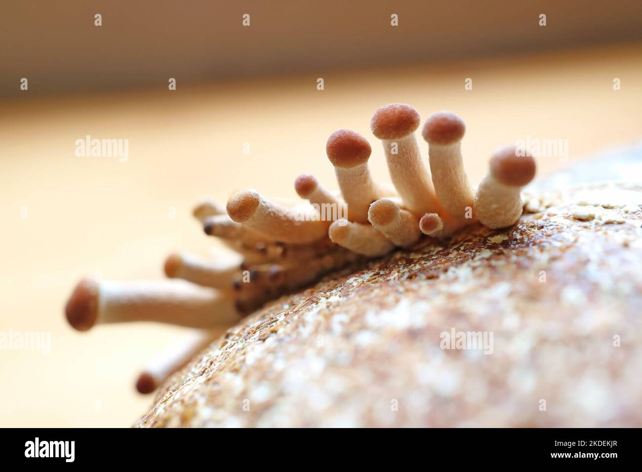 Pin Heads of Poplar Mushrooms or Velvet Pioppini (Yanagi Matsutake ...