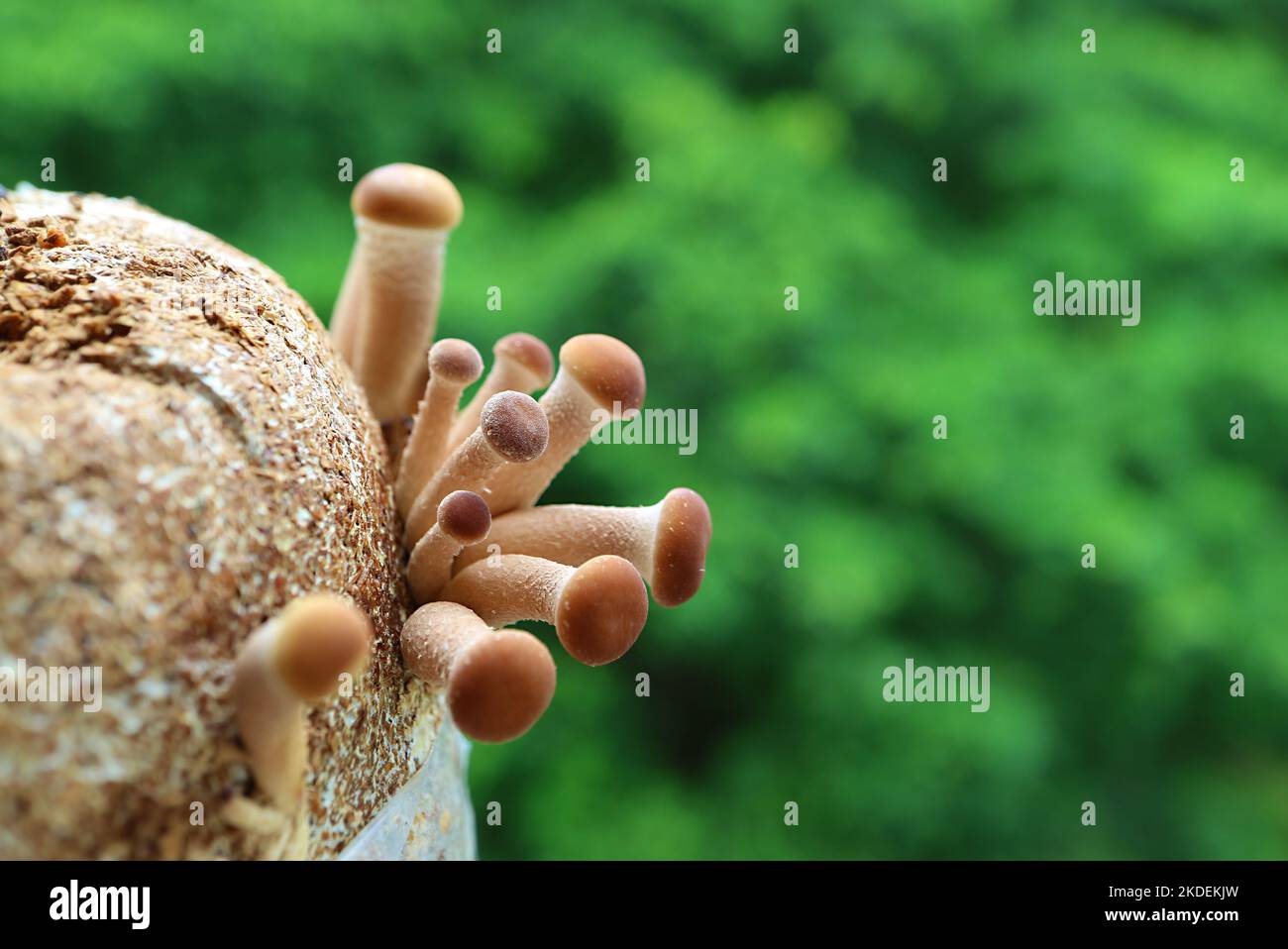 Matsutake mushrooms growing hi-res stock photography and images - Alamy