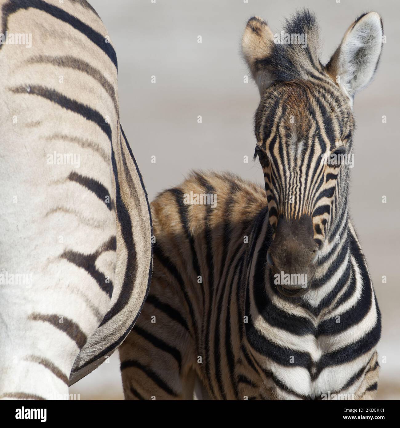 Zebra looking back hi-res stock photography and images - Alamy