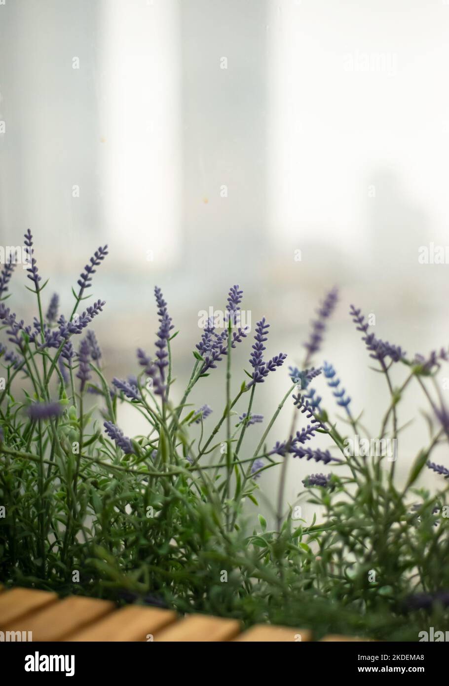 Large window with artificial lavender flowers. Cosiness. Rain outside ...