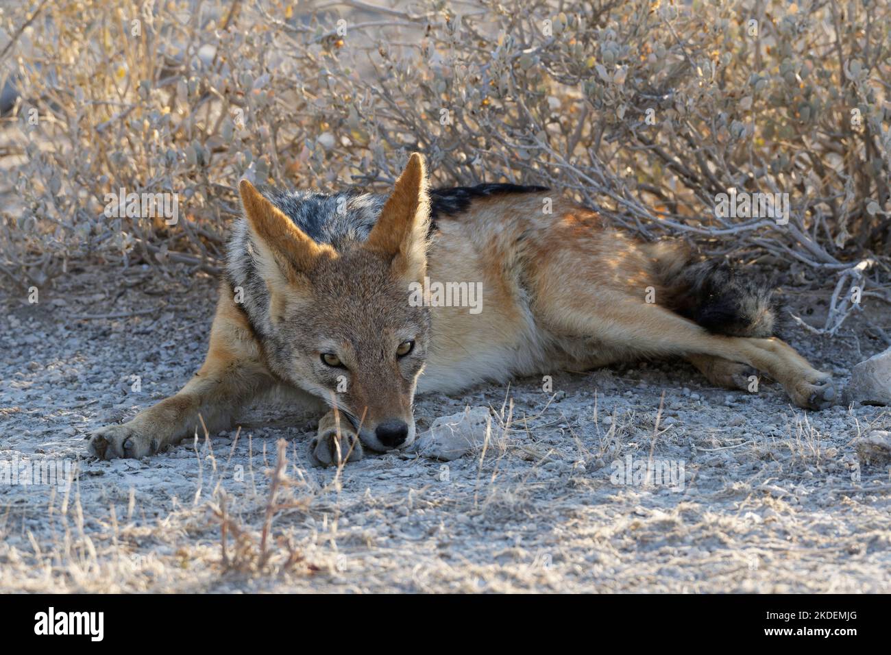 Black-backed jackal (Canis mesomelas), resting male, lying in the shade ...