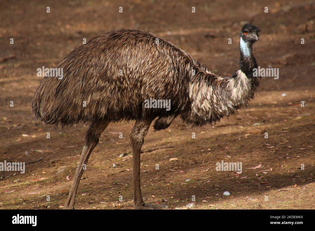 Emu close up, Tasmania, Australia Stock Photo - Alamy