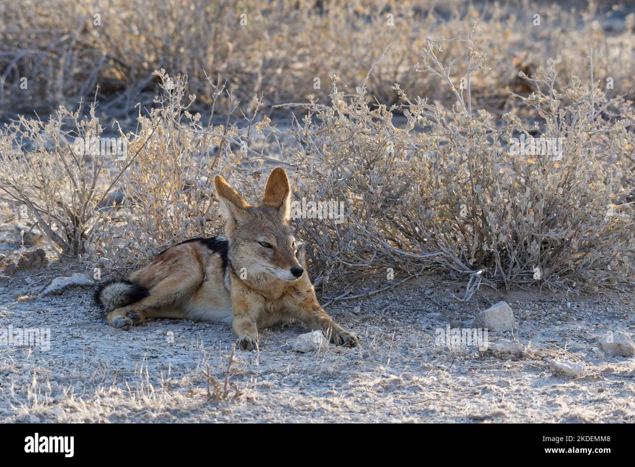 Black-backed jackal (Canis mesomelas), resting male, lying in the shade ...