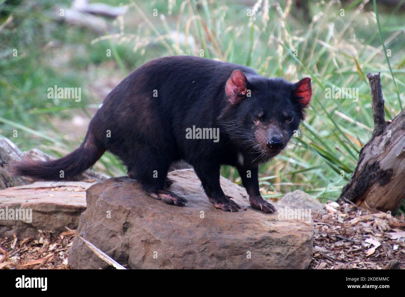 Tasmanian Devil close-up, Tasmania, Australia Stock Photo - Alamy