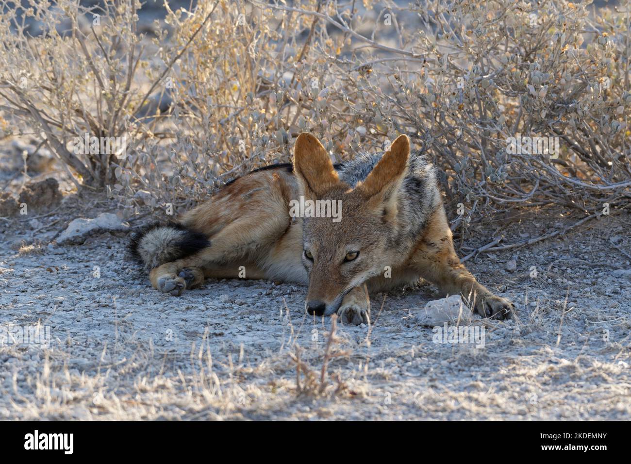 Black-backed jackal (Canis mesomelas), resting male, lying in the shade ...