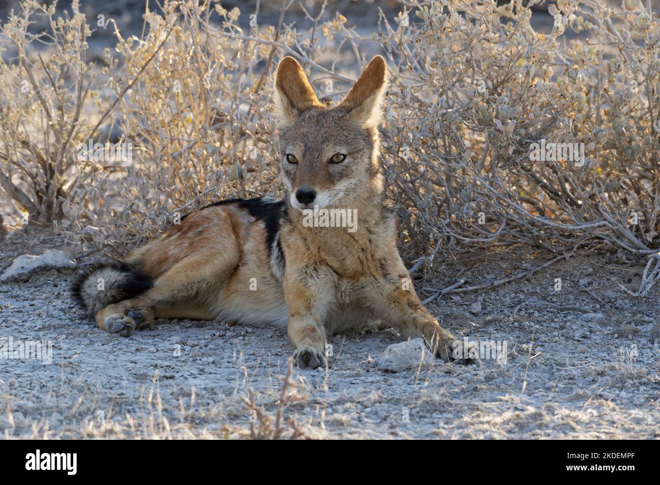 Black-backed jackal (Canis mesomelas), resting male, lying in the shade ...
